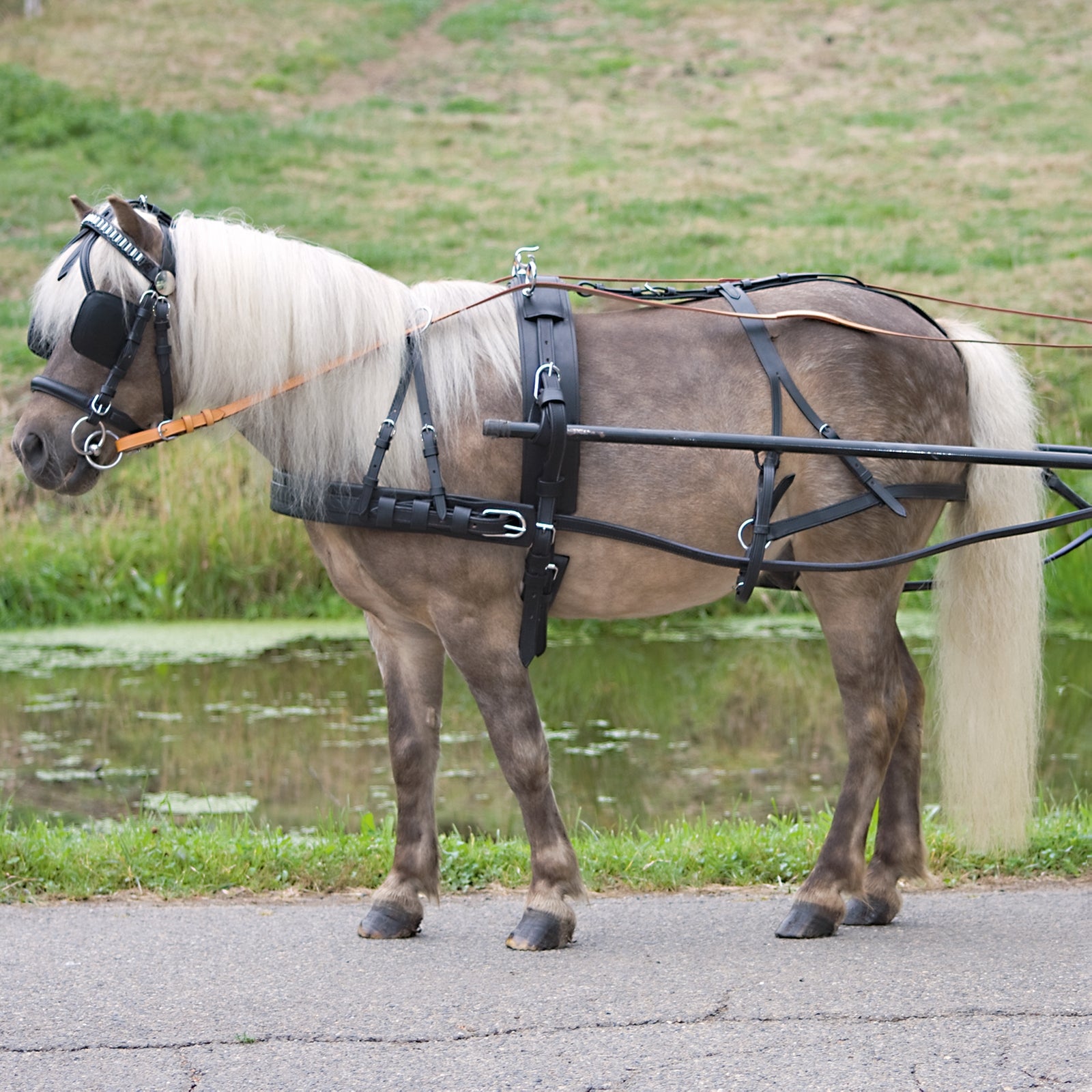 Economic Single Harness Pony and Shetty – horze